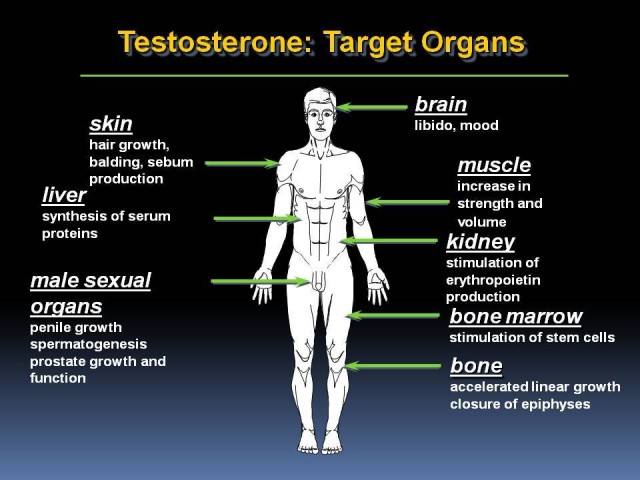 Testosterone Side Effects - Treatment, Prevention, Abuse - Steroidal Testosterone Side Effects - Treatment, Prevention, Abuse - Steroidal